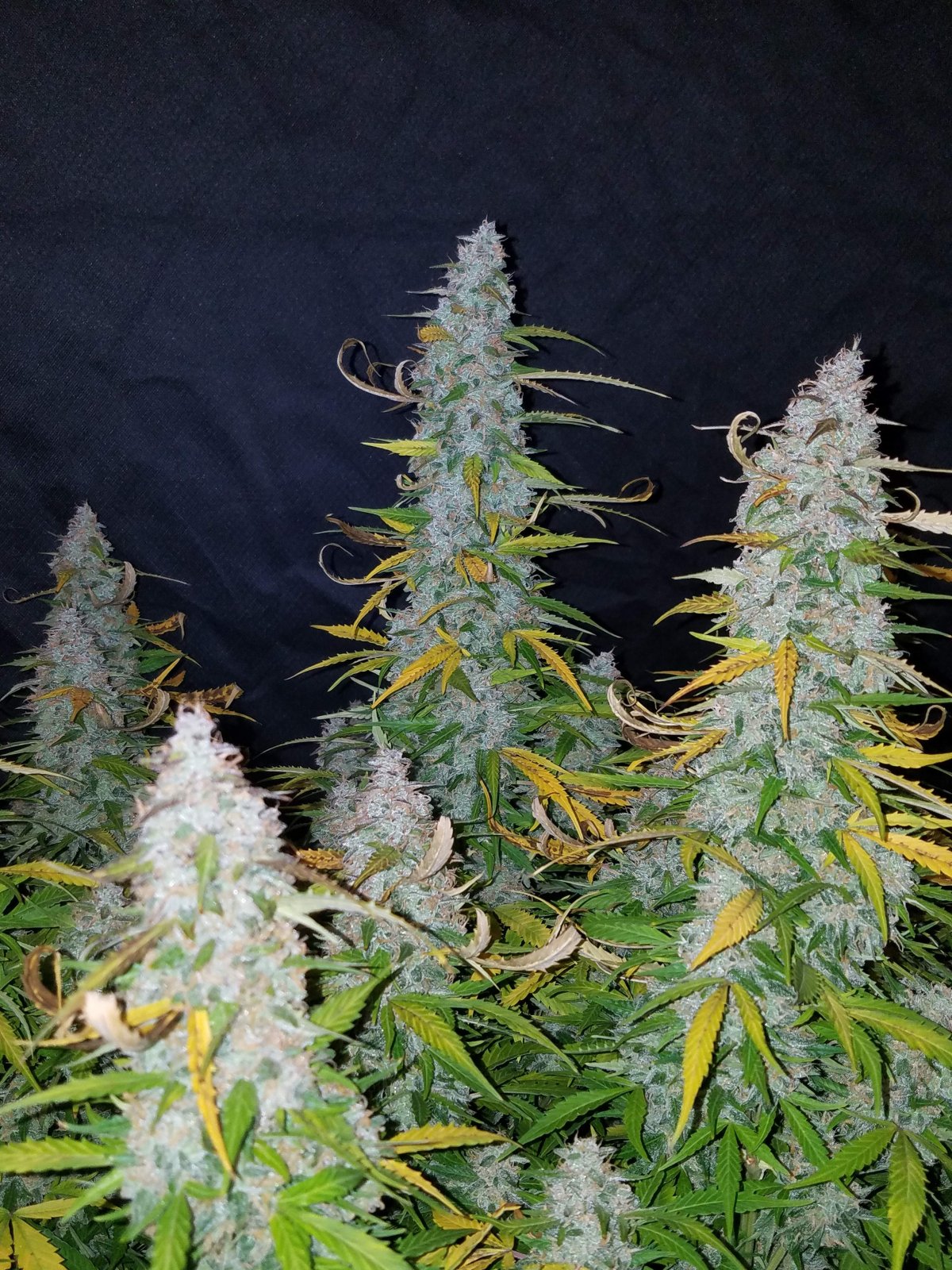 FAST BUDS - Californian Snow Auto (x3) - La Nave Espacial