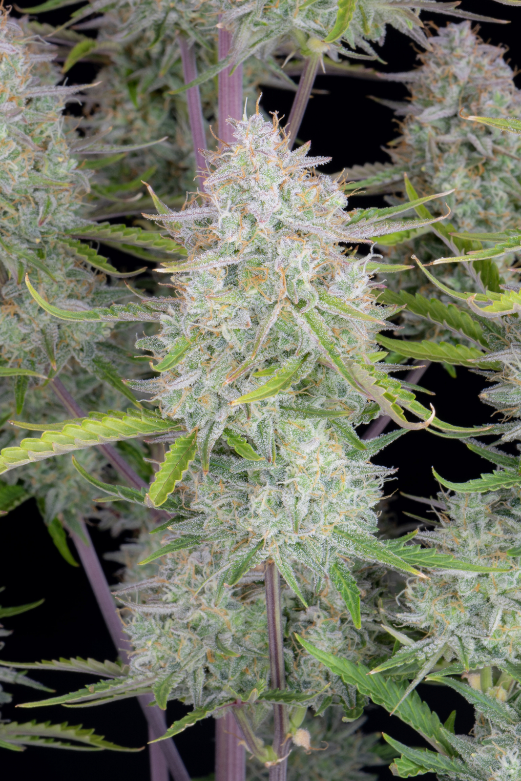 FAST BUDS - Wedding Cheesecake Auto (x5) - La Nave Espacial